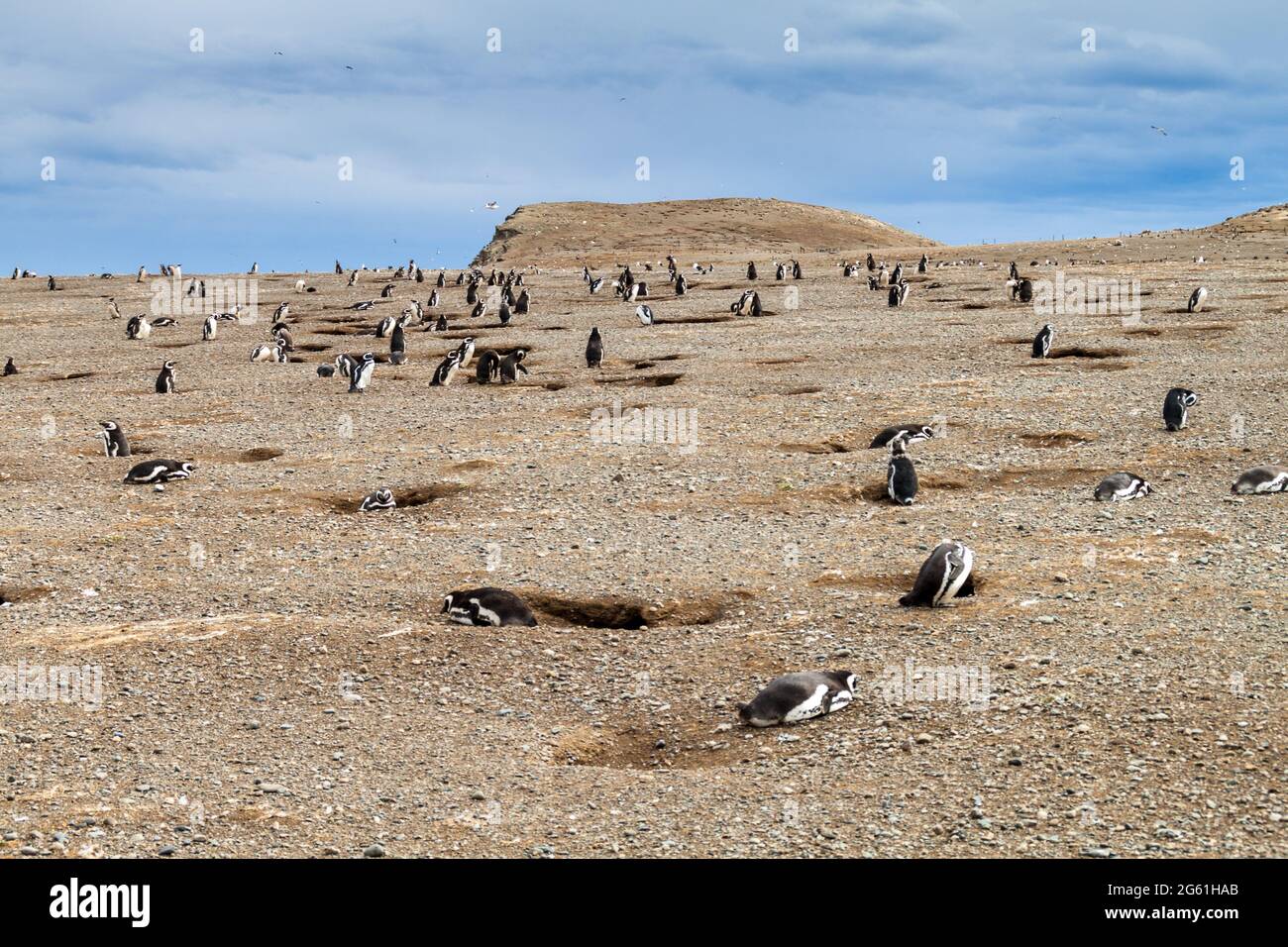 Penguin colony on Isla Magdalena island in Magellan Strait, Chile Stock ...