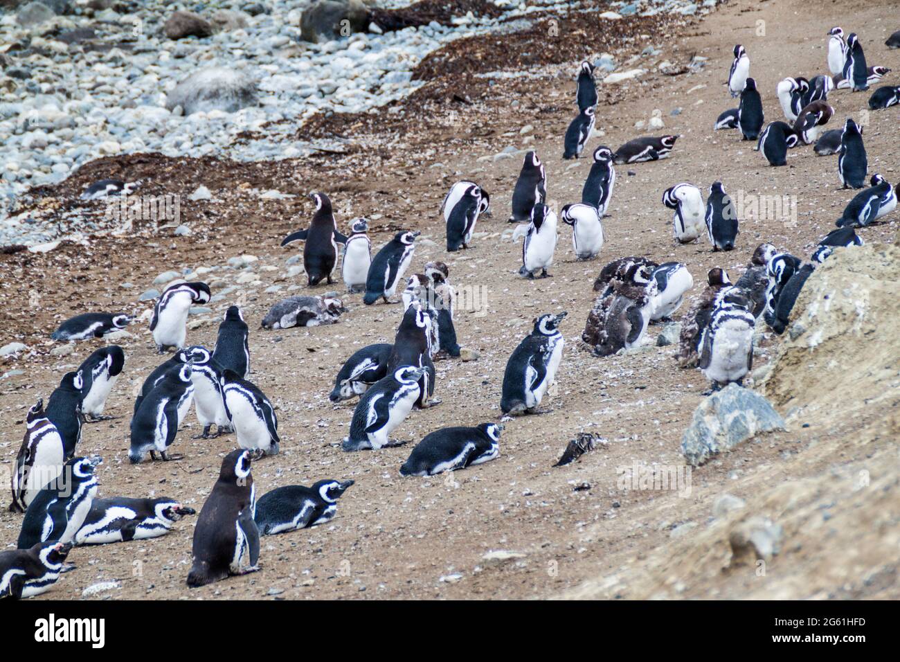 Penguin colony on Isla Magdalena island in Magellan Strait, Chile Stock ...