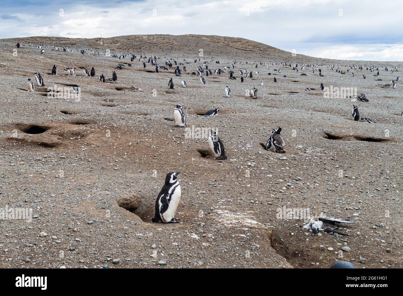 Penguin colony on Isla Magdalena island in Magellan Strait, Chile Stock ...