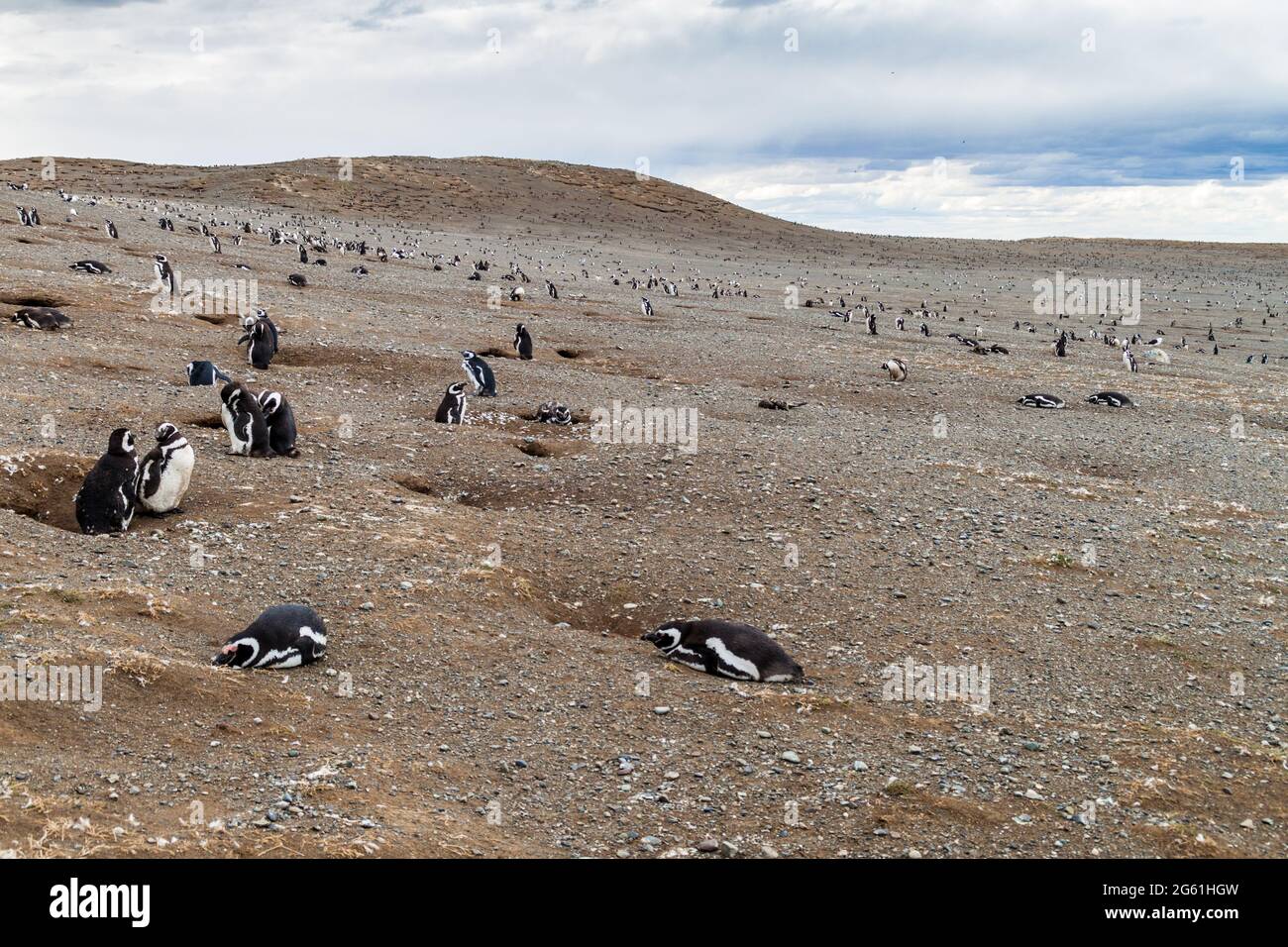 Magellanic Penguin colony on Isla Magdalena island in Magellan Strait ...