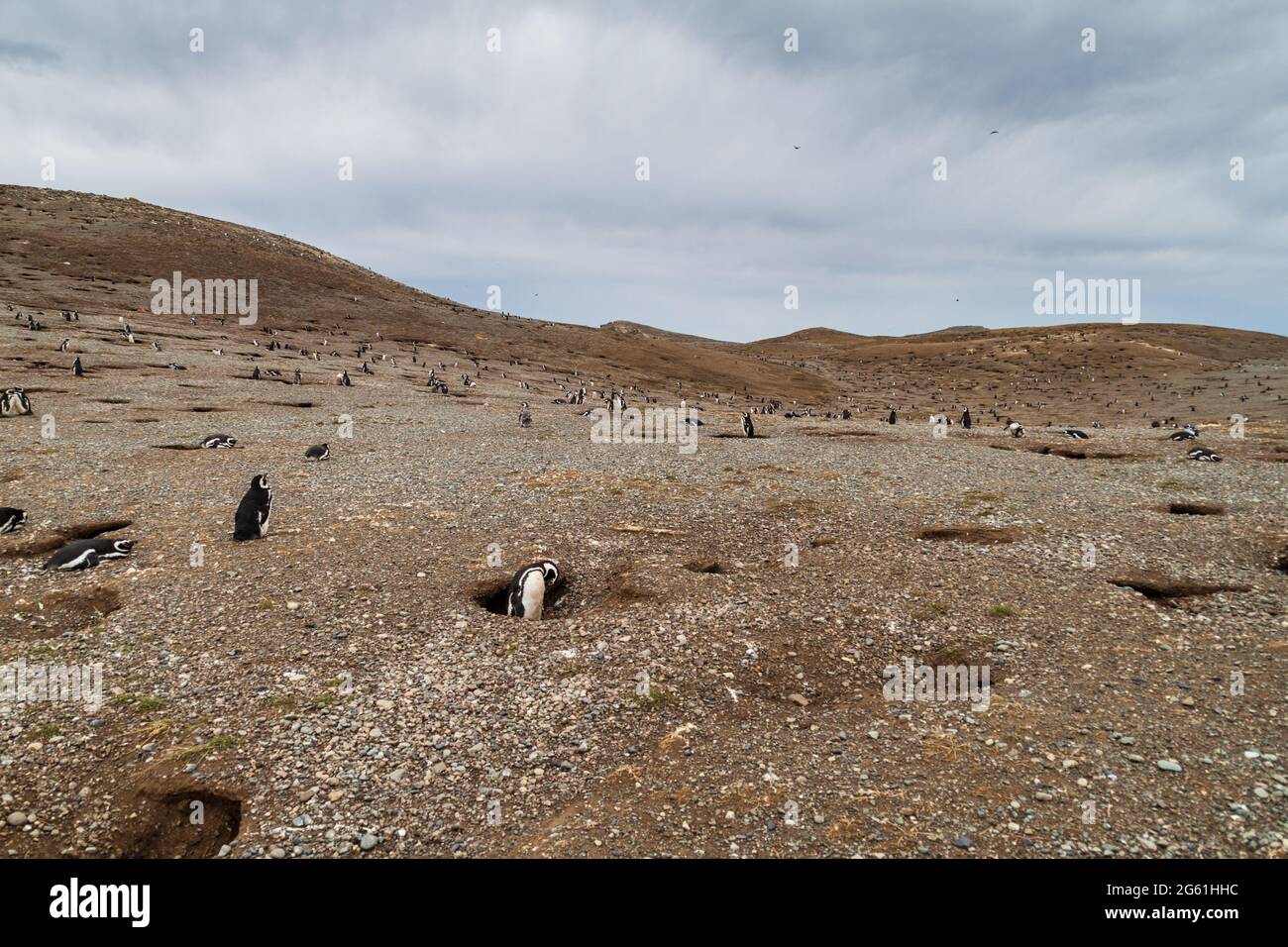 Magellanic Penguin colony on Isla Magdalena island in Magellan Strait ...