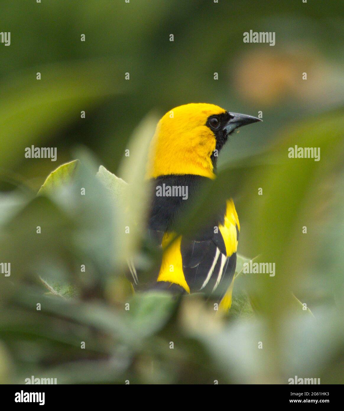 Icterus eyes hi-res stock photography and images - Alamy