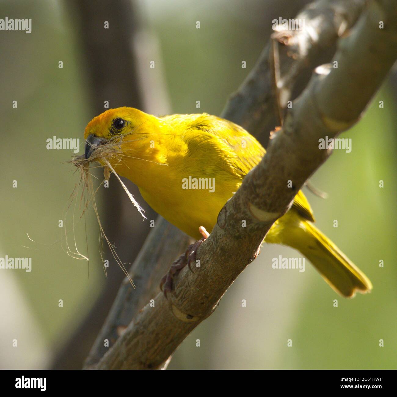 Yellow warbler (Setophaga petechia) holding twigs in beak to build nest ...
