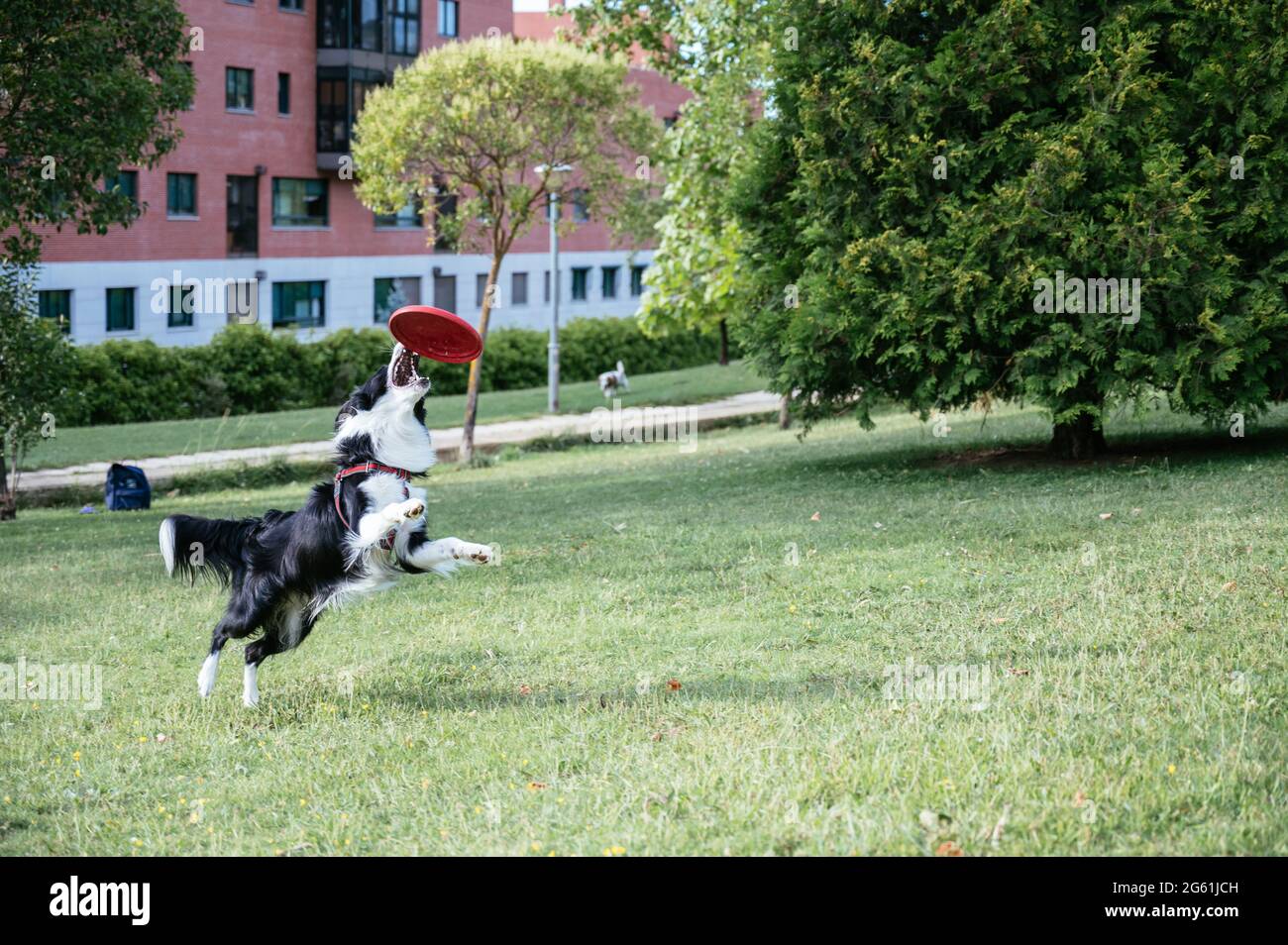 Dog red disc hi-res stock photography and images - Alamy