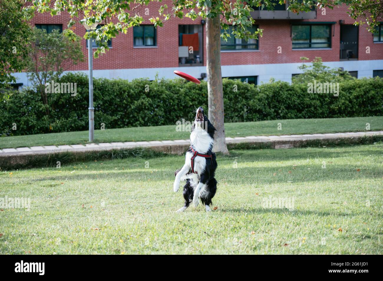 Dog red disc hi-res stock photography and images - Alamy