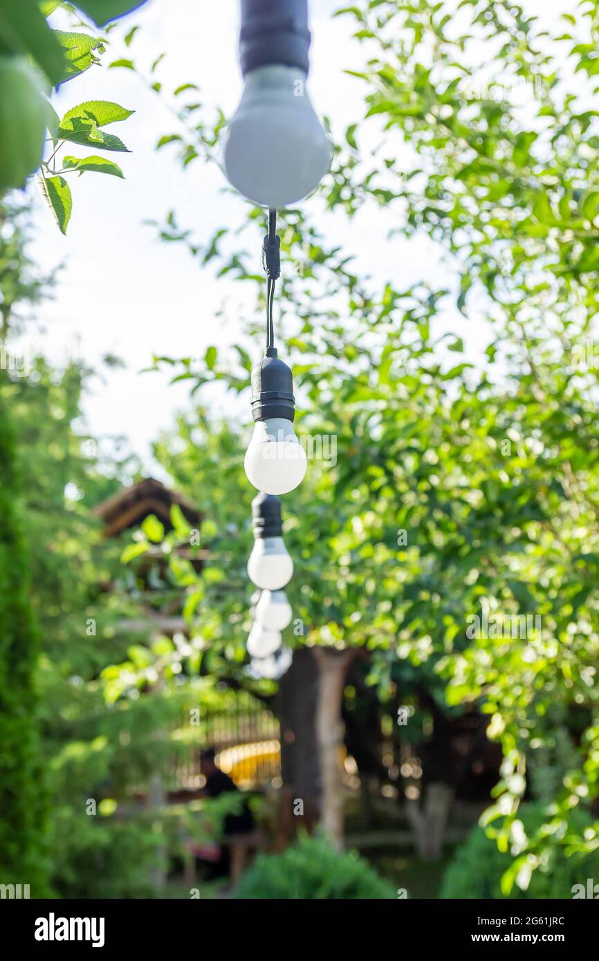 light bulb on green background, light bulb on the tree, light bulb in ...