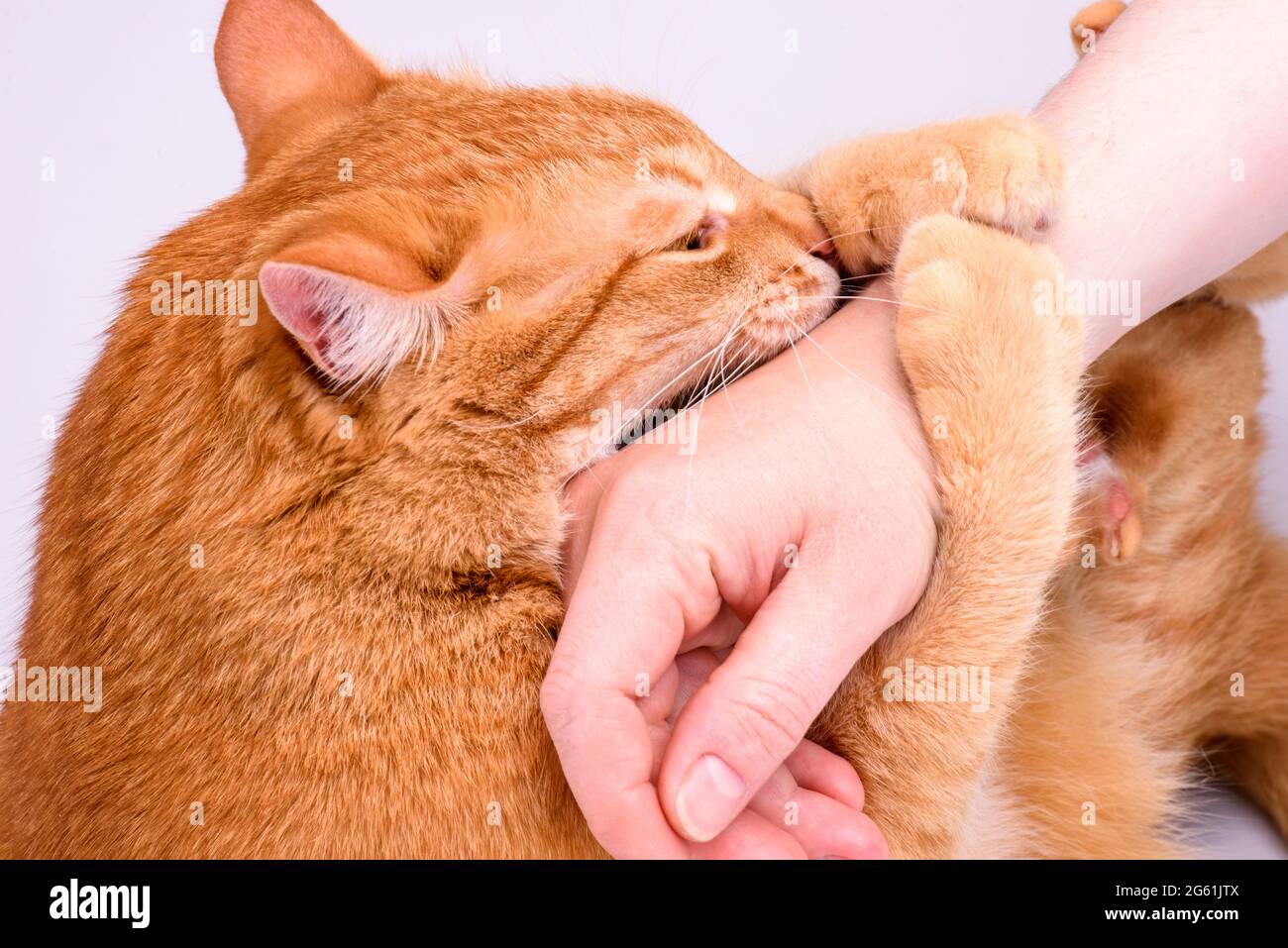 ginger cat gnaws hand close-up Stock Photo - Alamy