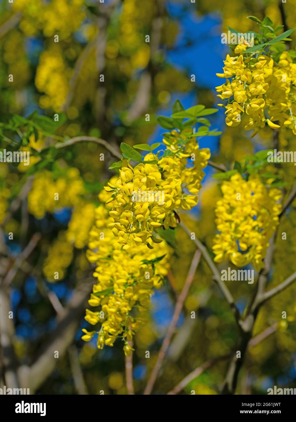 Yellow laburnum blue sky hi-res stock photography and images - Alamy