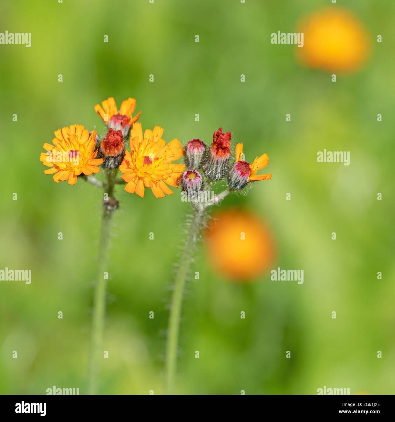 Flowering hawkweed hi-res stock photography and images - Alamy