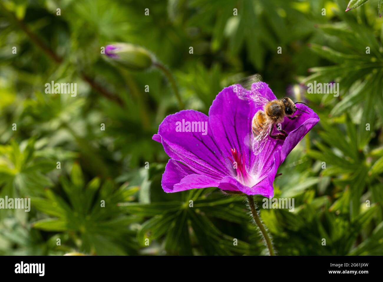 Geranium sanguineum dark purple hi-res stock photography and images - Alamy