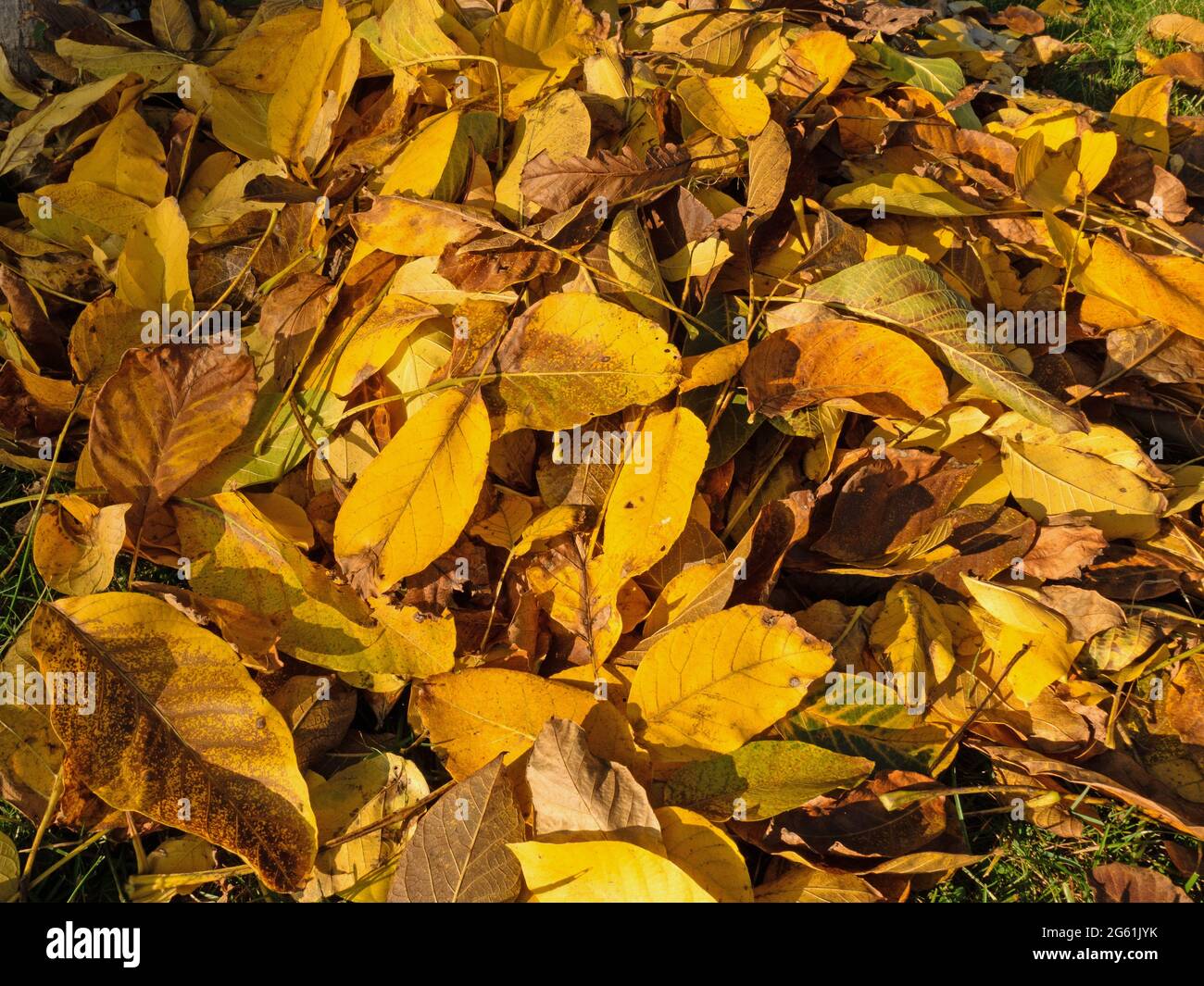 Leaf fall, leaves from the walnut tree in autumn in the evening sun ...