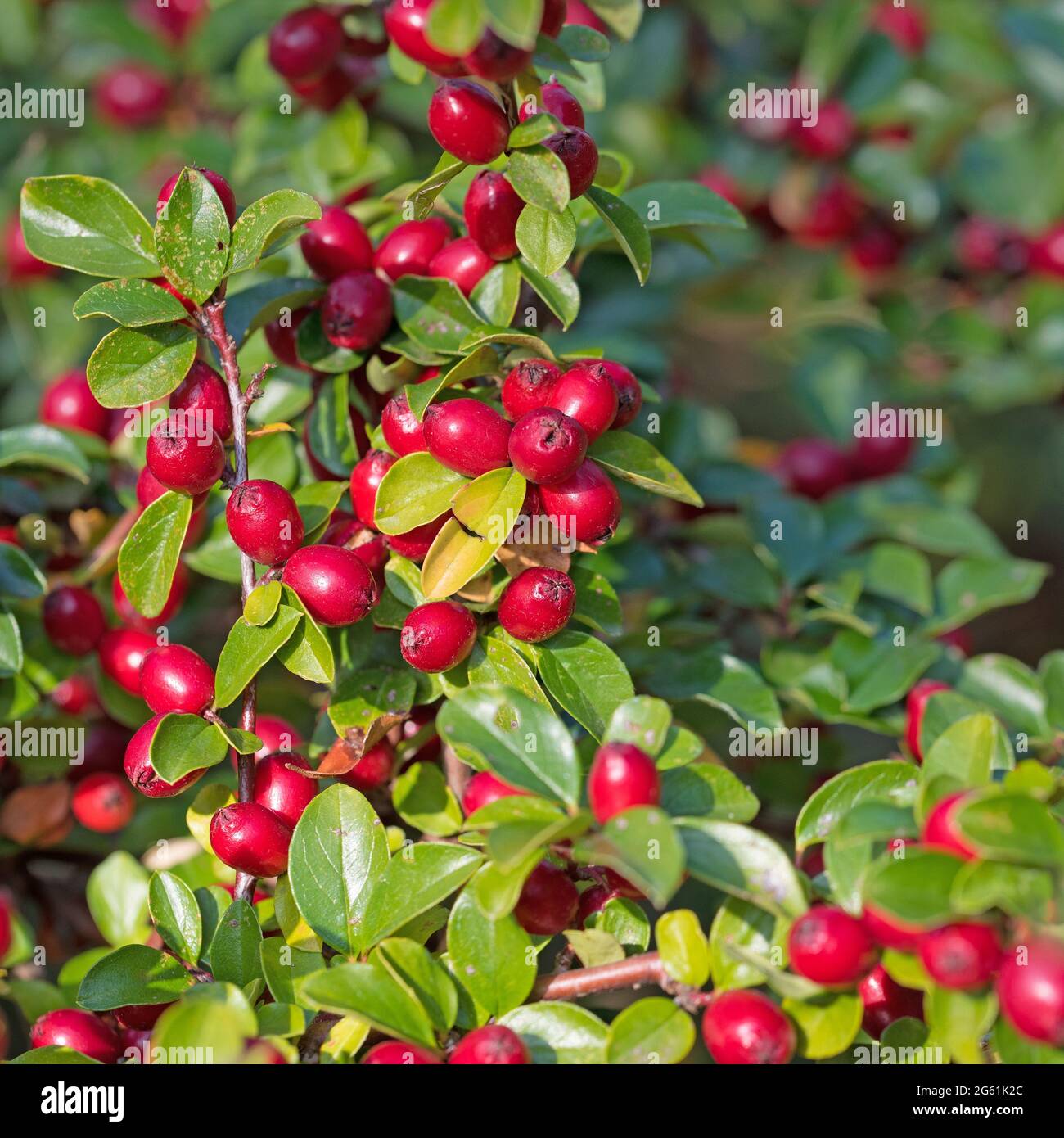Cotoneaster Horizontalis Berries High Resolution Stock Photography and ...