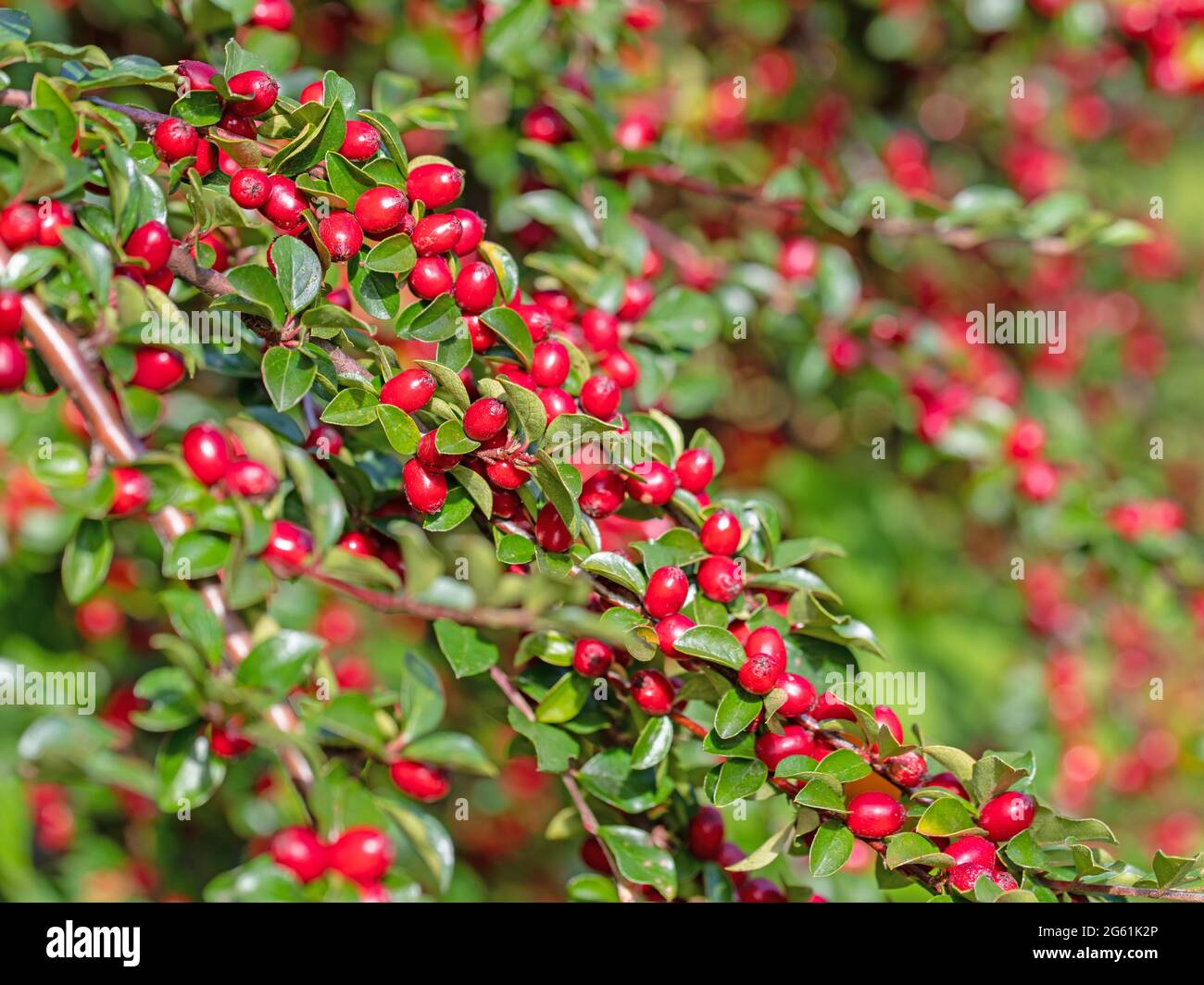 Cotoneaster horizontalis berries hi-res stock photography and images ...