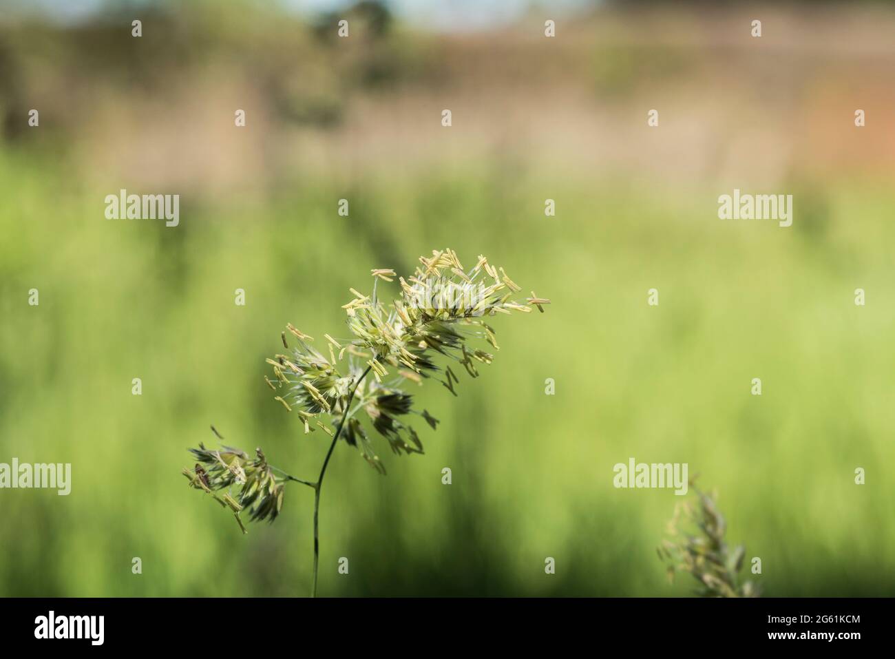 Flowering Cocksfoot grass (Dactylis glomerata Stock Photo - Alamy
