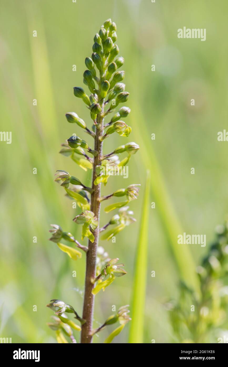1 neottia ovata hi-res stock photography and images - Alamy