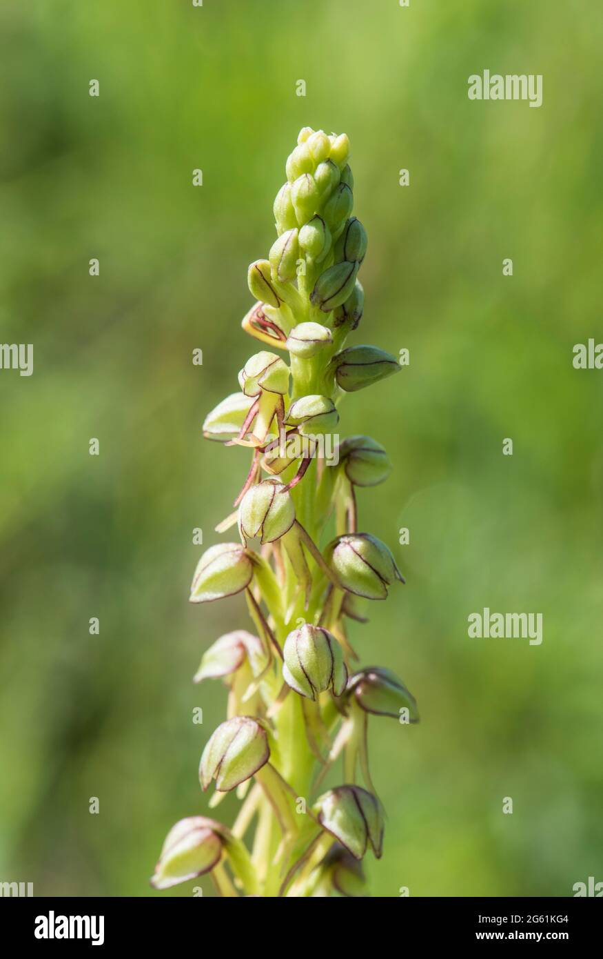 Orchis homme pendu hi-res stock photography and images - Alamy