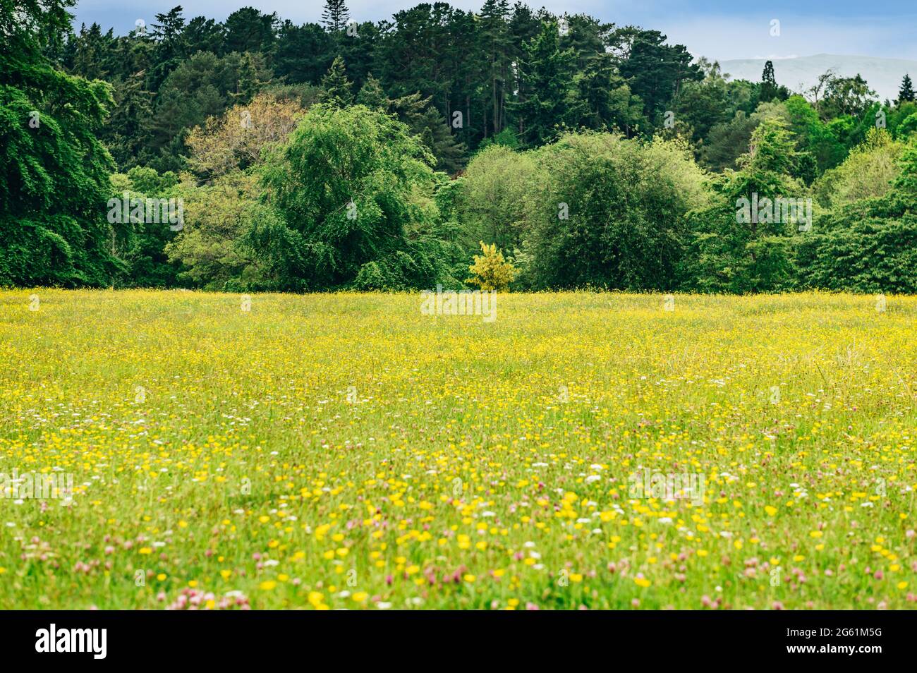 Blooming field during spring time Stock Photo - Alamy