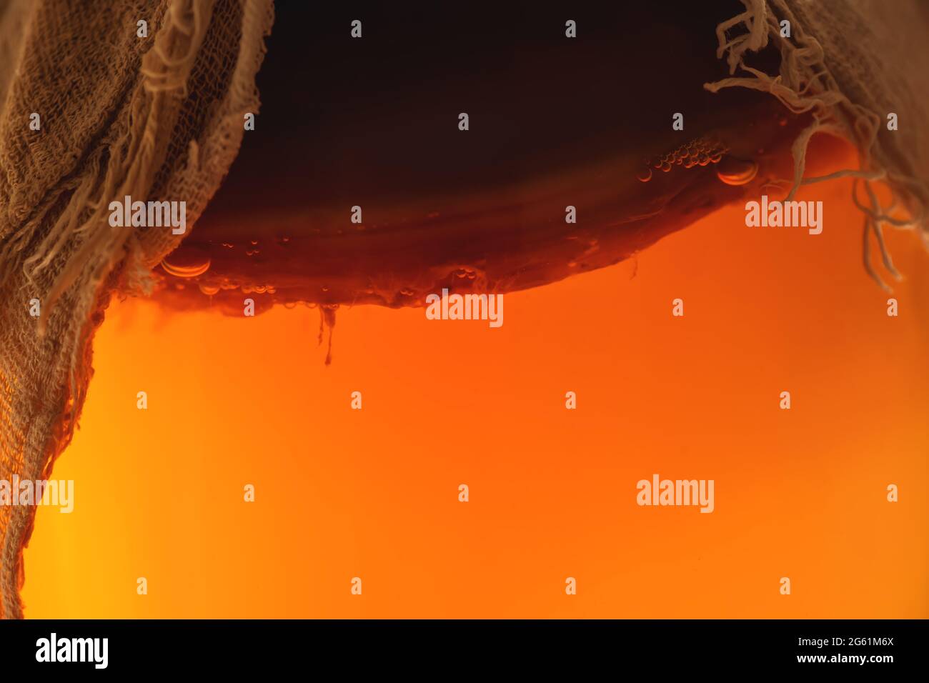 Kombucha mushroom for homemade natural organic fermented beverage ...