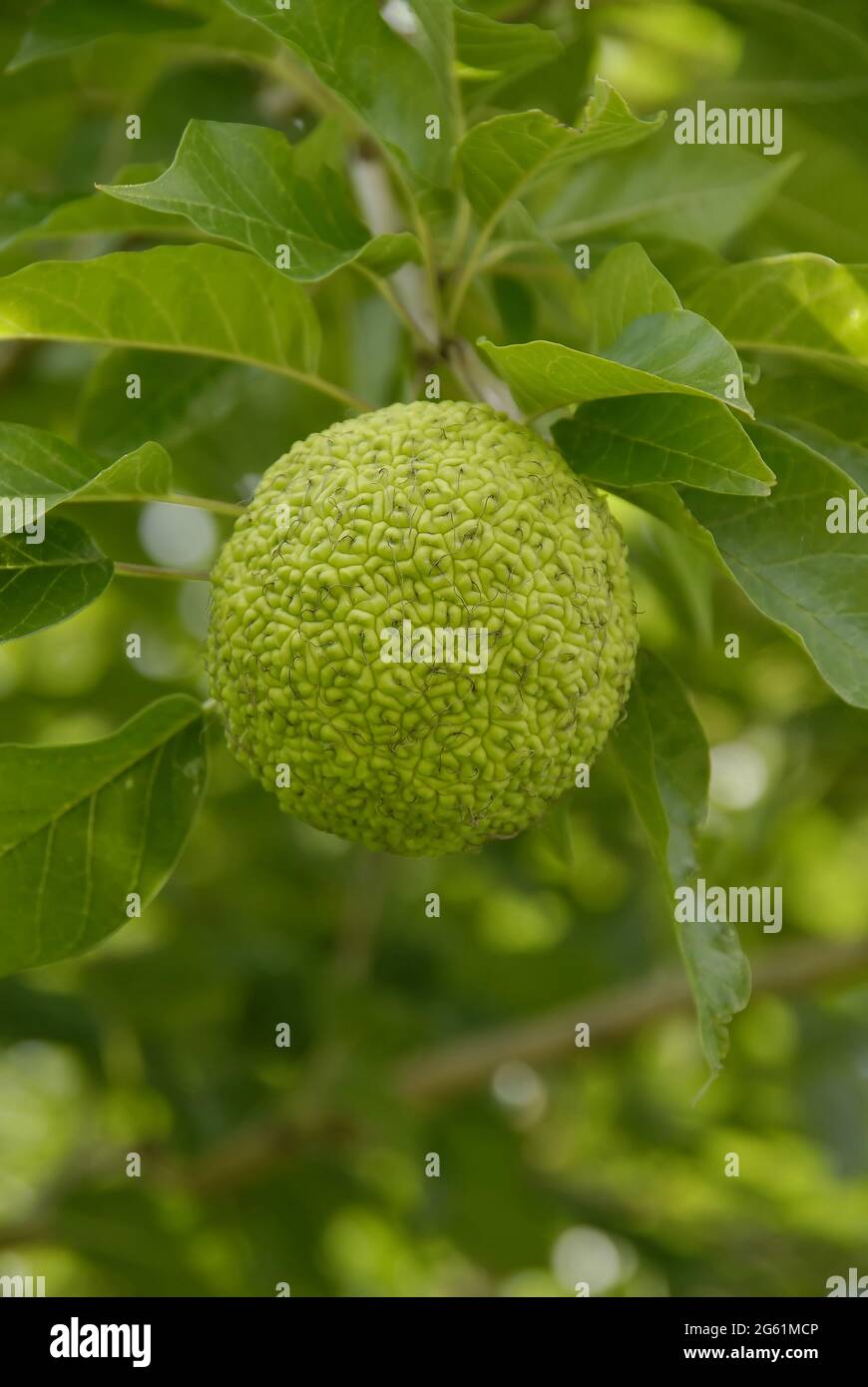 Orange hedge apple hi-res stock photography and images - Alamy