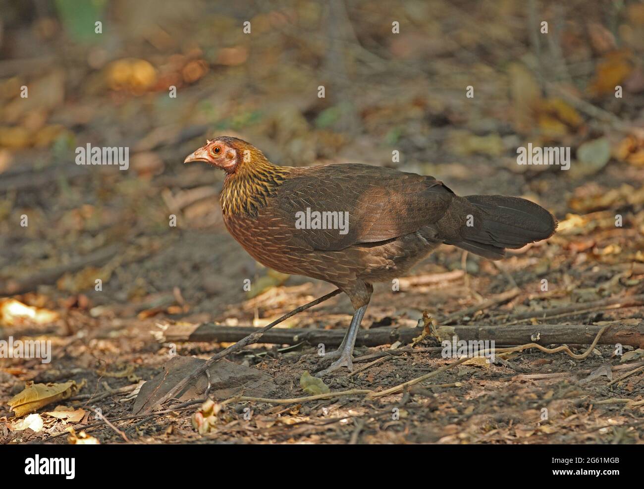 Red Junglefowl (Gallus gallus spadiceus) adult female standing on ...