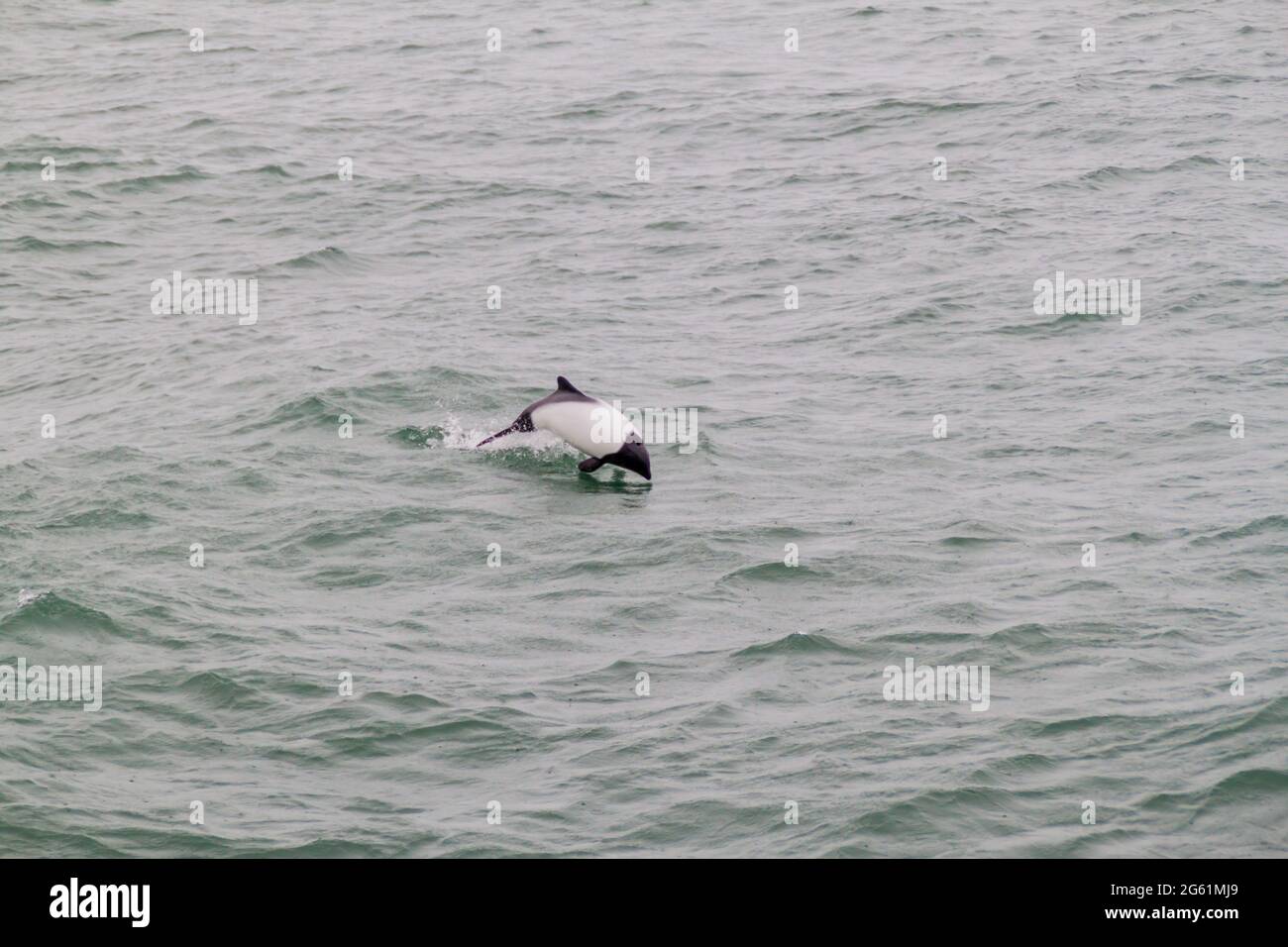 Commerson's dolphin (Cephalorhynchus commersonii) in Magellan Strait ...