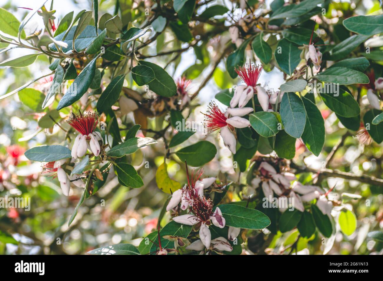 Feijoa bloom hi-res stock photography and images - Alamy