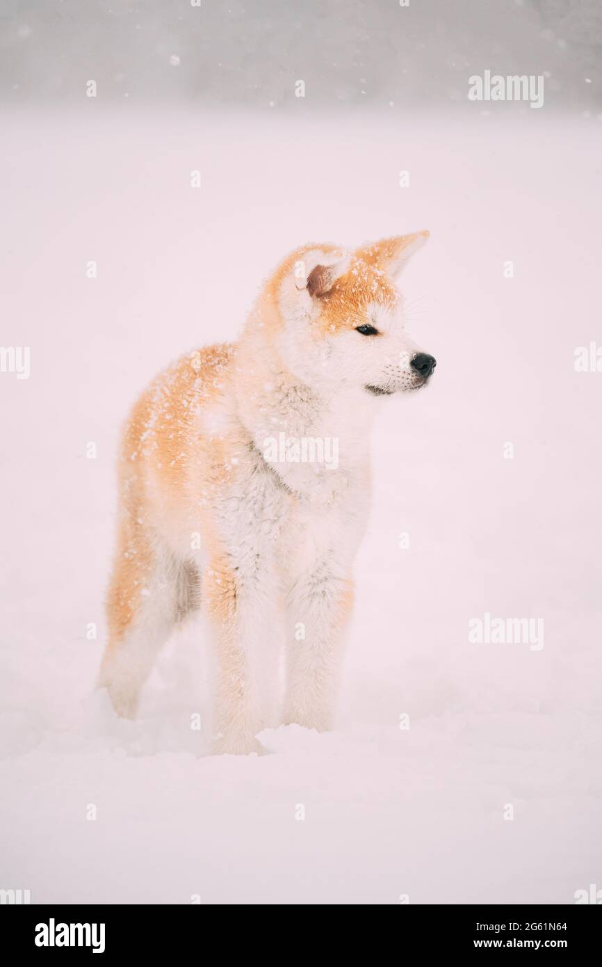 Puppy Of Akita Dog Or Akita Inu, Japanese Akita Standing In Snow At ...