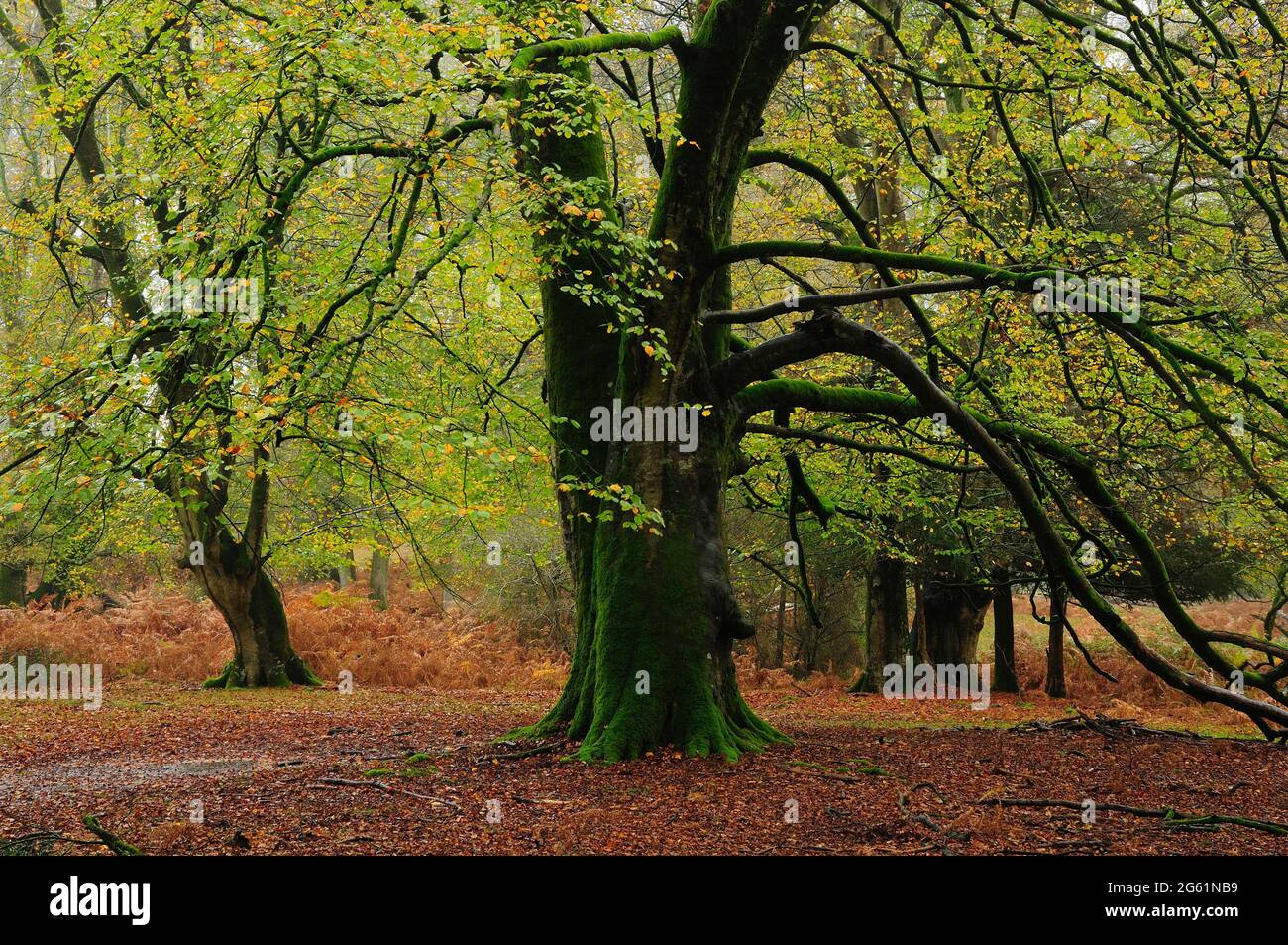 Mark ash wood new forest hi-res stock photography and images - Alamy