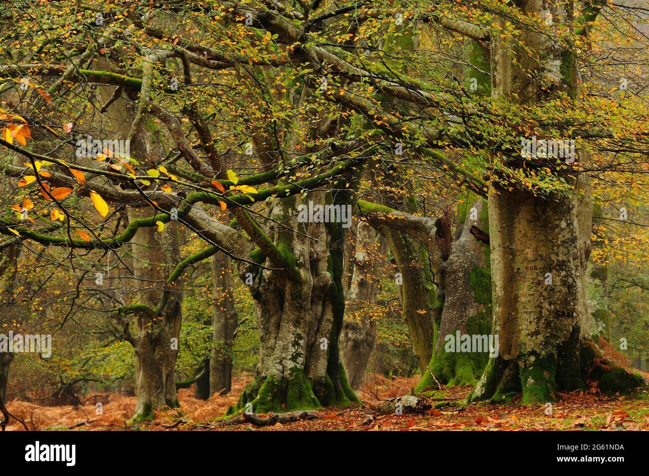 Mark ash wood new forest hi-res stock photography and images - Alamy