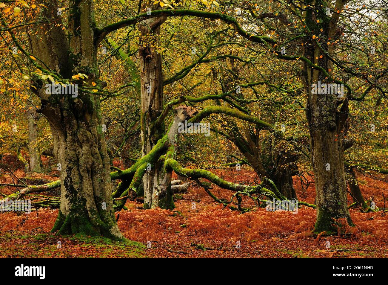 Mark ash wood new forest hi-res stock photography and images - Alamy