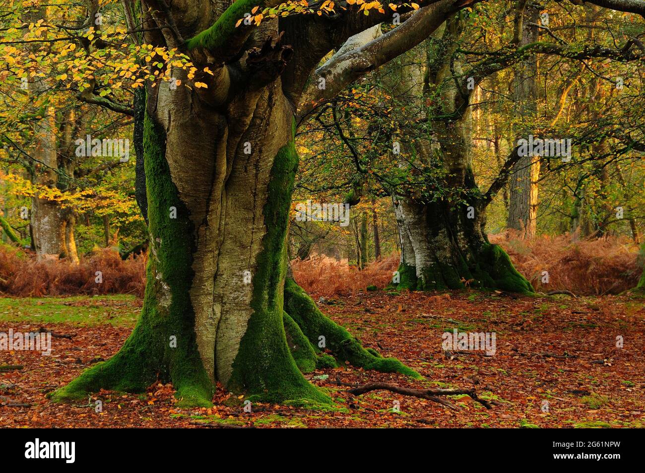 Mark ash wood new forest hi-res stock photography and images - Alamy