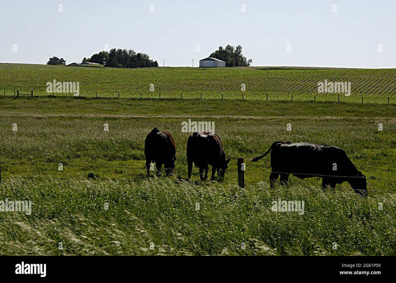 PLYMOUTH COUNTY/IOWA /USA-Cattles grazing in Plymouth county formland ...