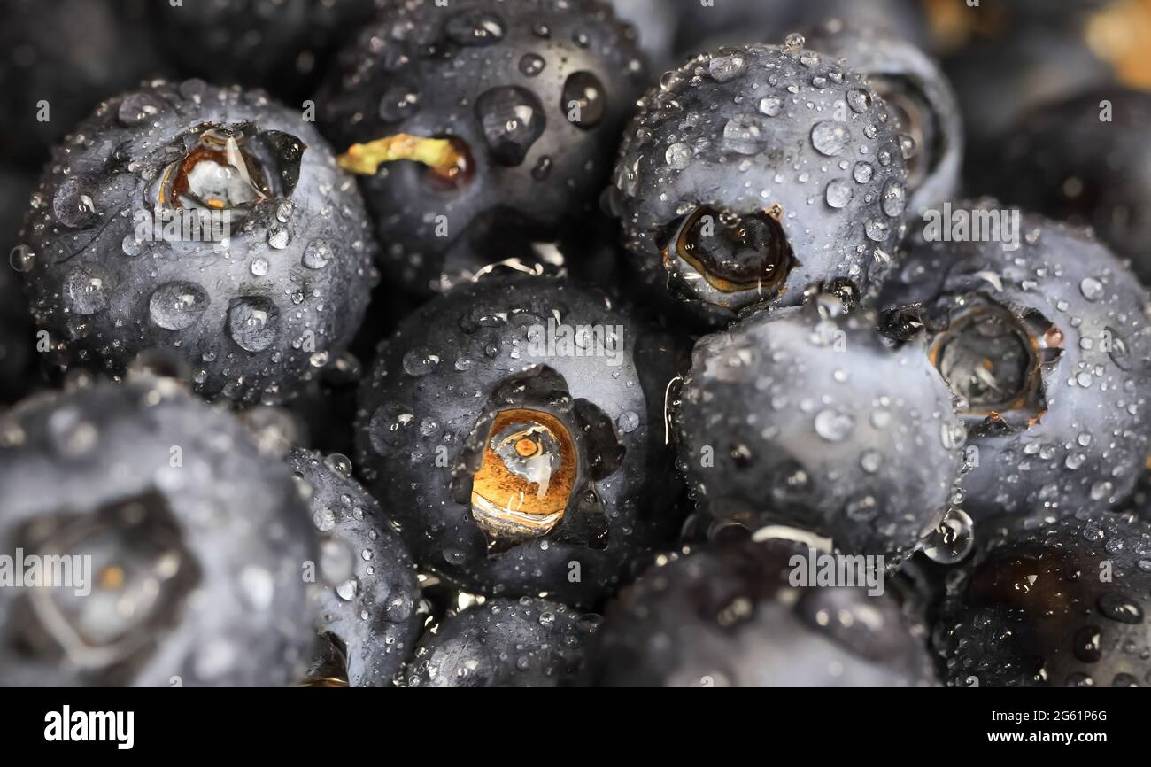 Macro closeup of isolated group wet fresh ripe raw blueberries with ...