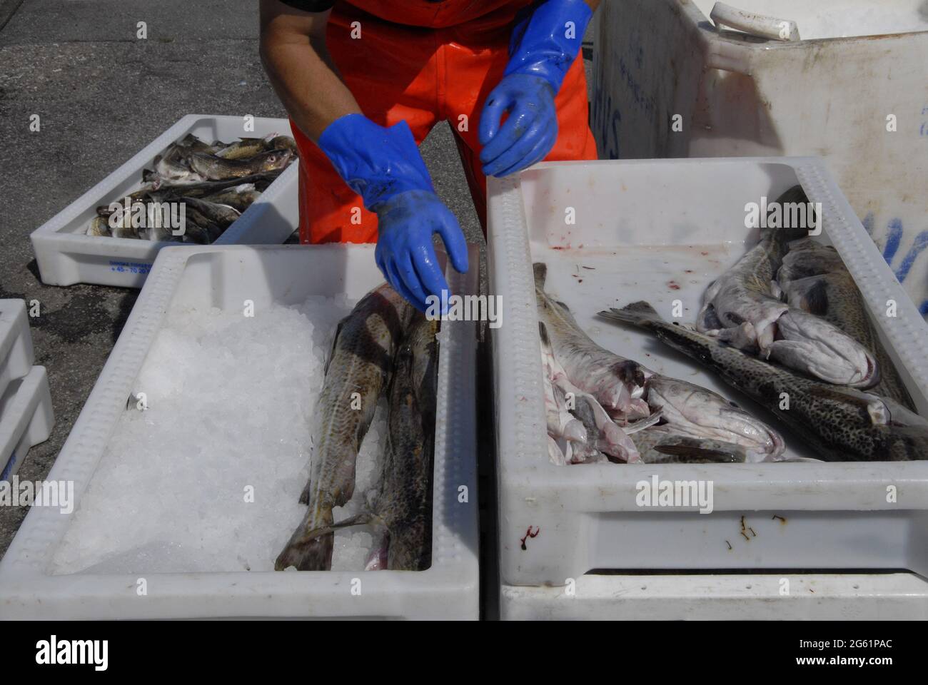 Dragor/Copenhagen/Denmark/ 21 August 2015 Danish fisherman sorting out ...