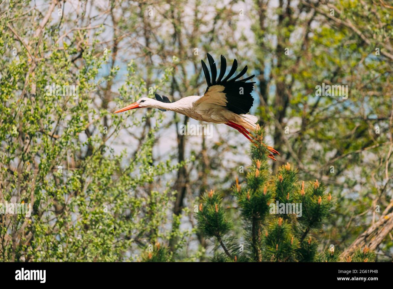 Adult European White Stork Fly Flying Against Green Forest Woods ...