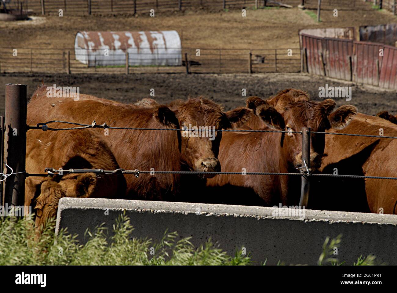 MERRILL/PLYMOUTH COUNTY/IOWA /USA- Life in and surroundidng Merril USA ...