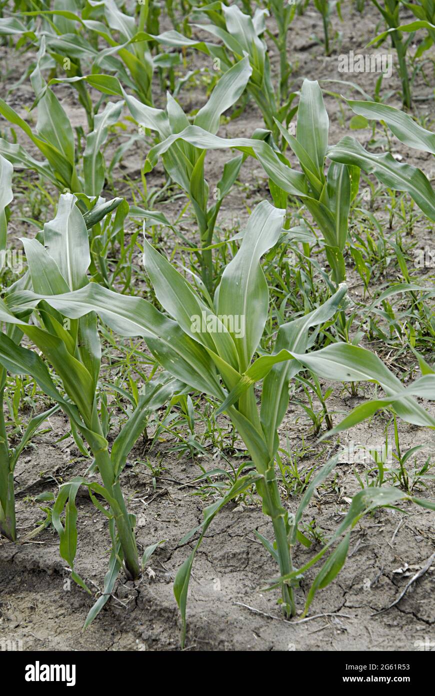 Tow Beans High Resolution Stock Photography and Images - Alamy
