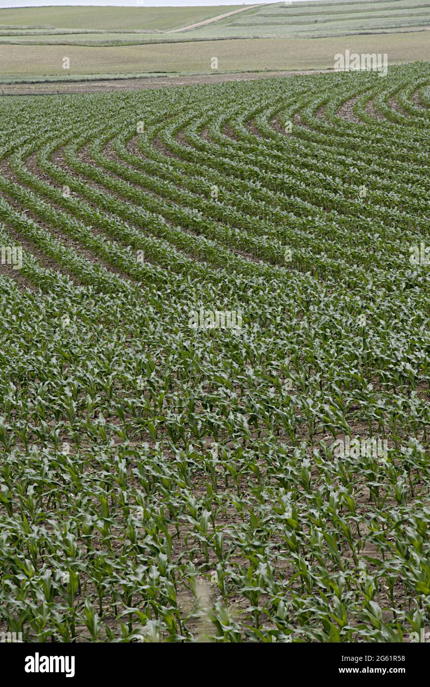 Tow beans hi-res stock photography and images - Alamy