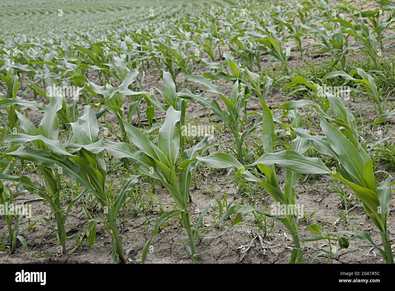 Tow beans hi-res stock photography and images - Alamy