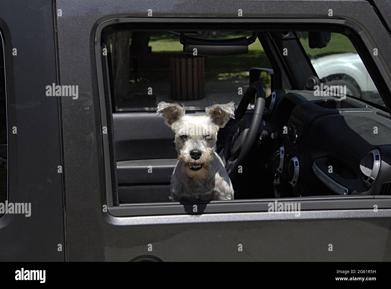 United states postal service animal hi-res stock photography and images ...