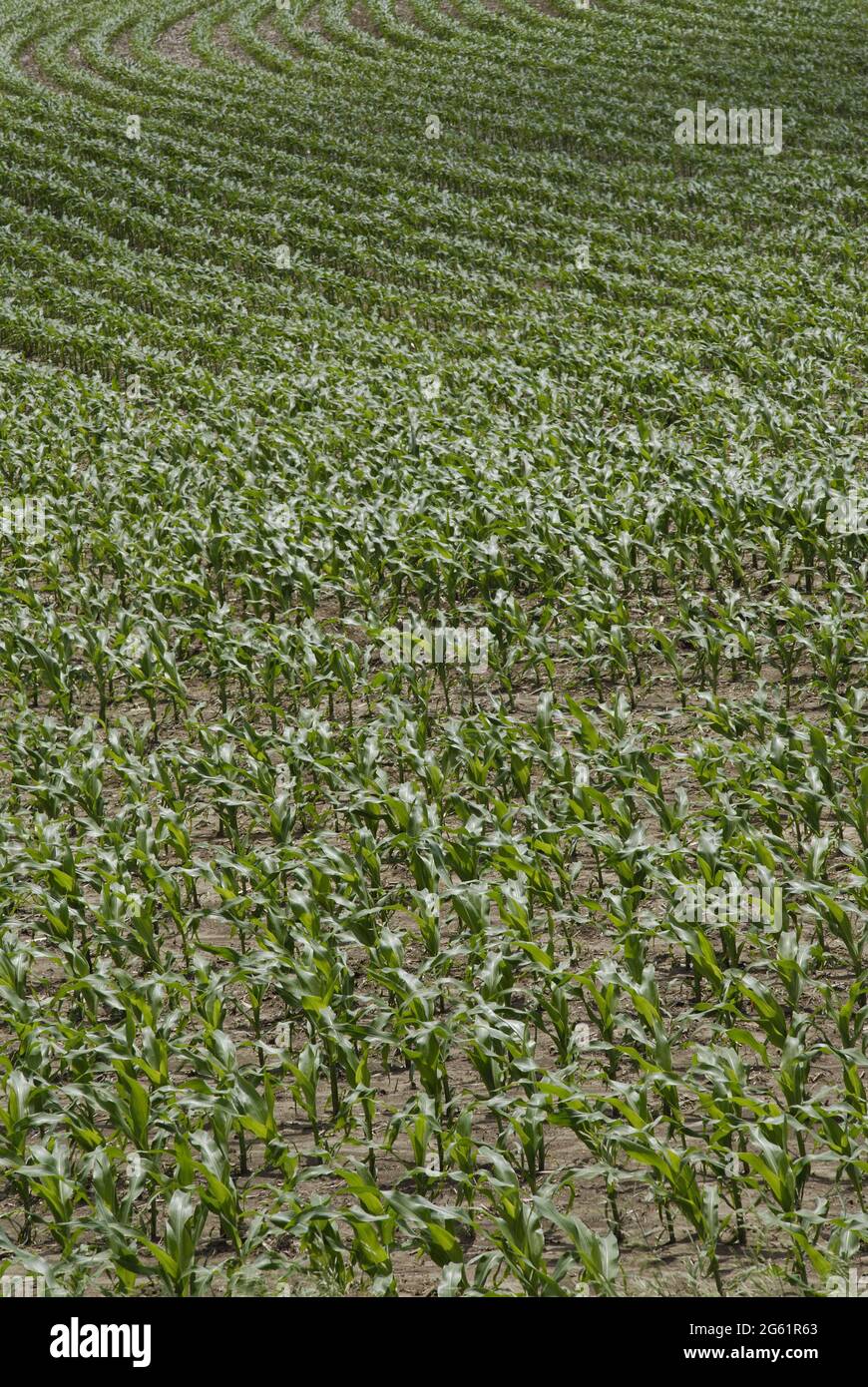 Tow Beans High Resolution Stock Photography and Images - Alamy