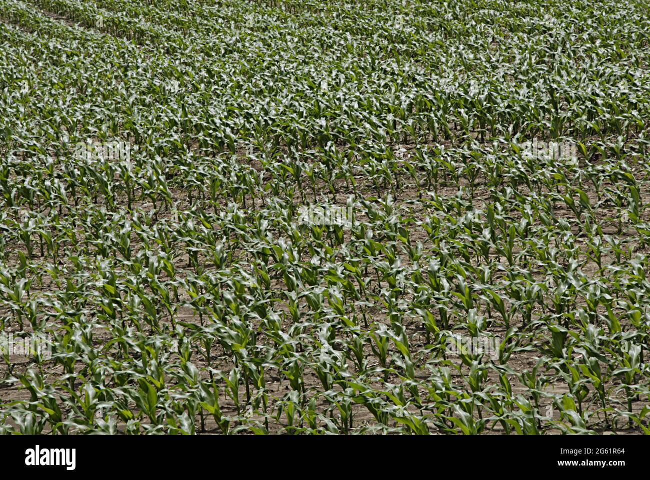 Tow beans hi-res stock photography and images - Alamy