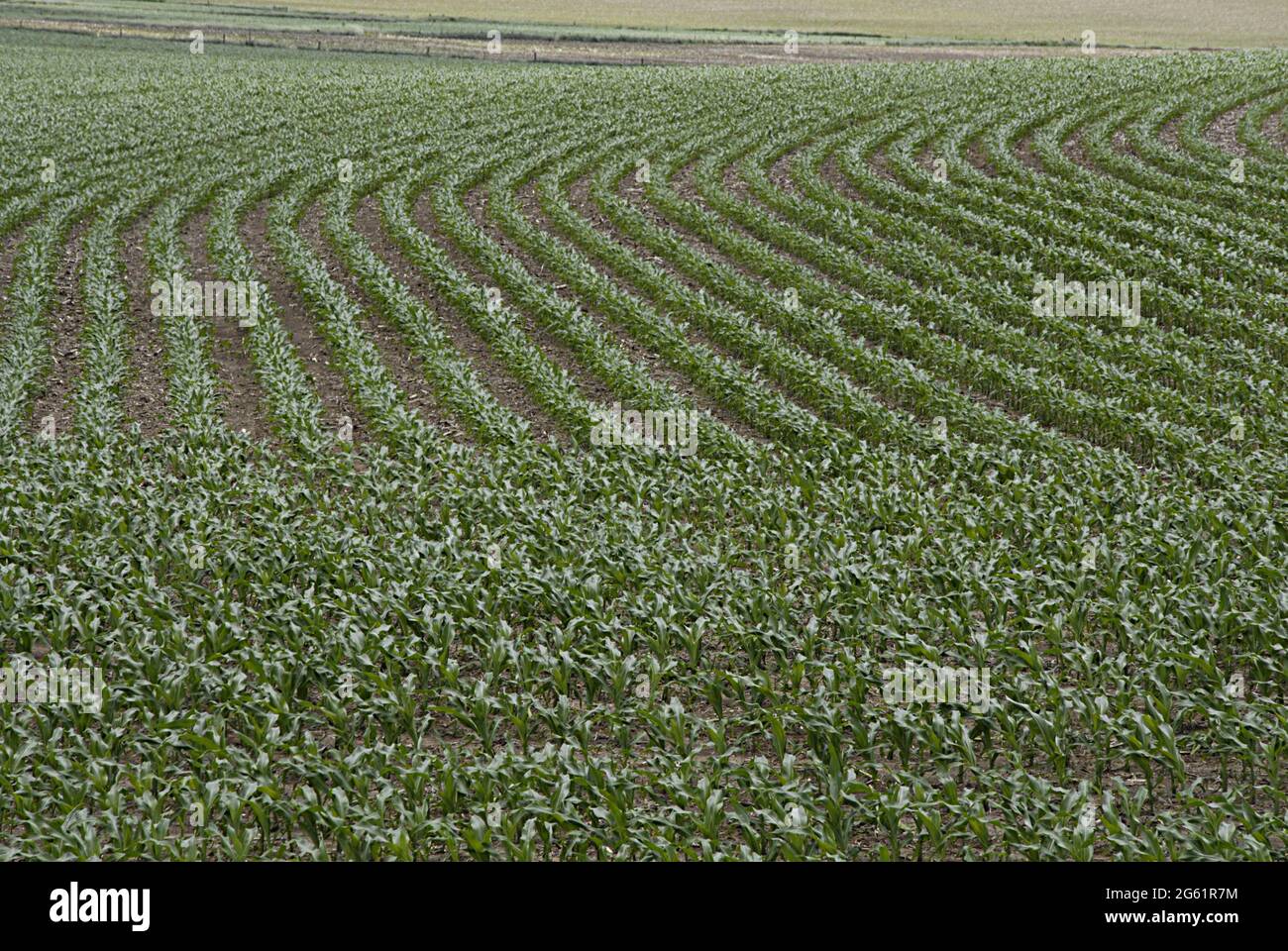 Tow beans hi-res stock photography and images - Alamy