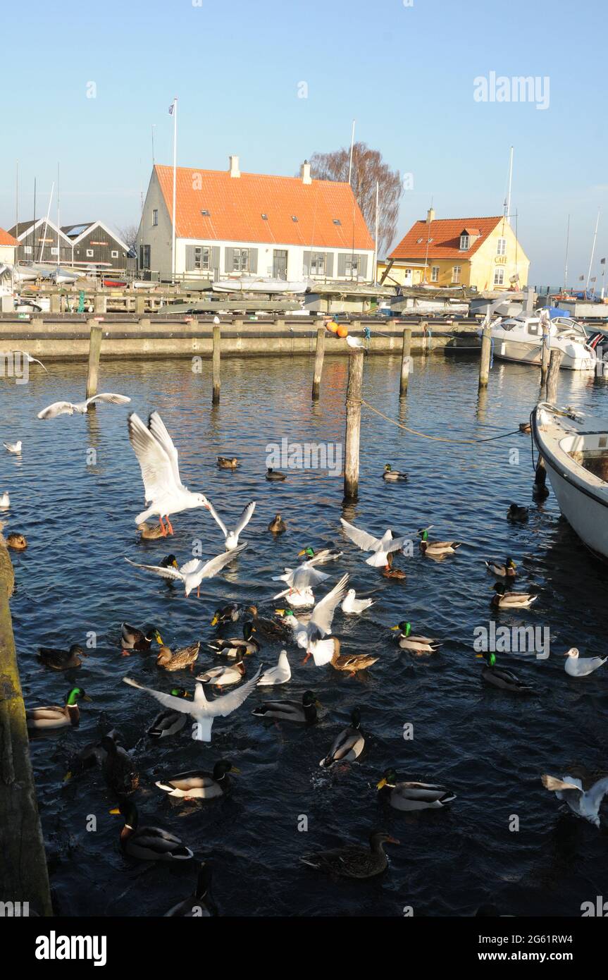 Dragor/dragør Copenhagen Denmark 27.January 2017- Life at Dragor small ...