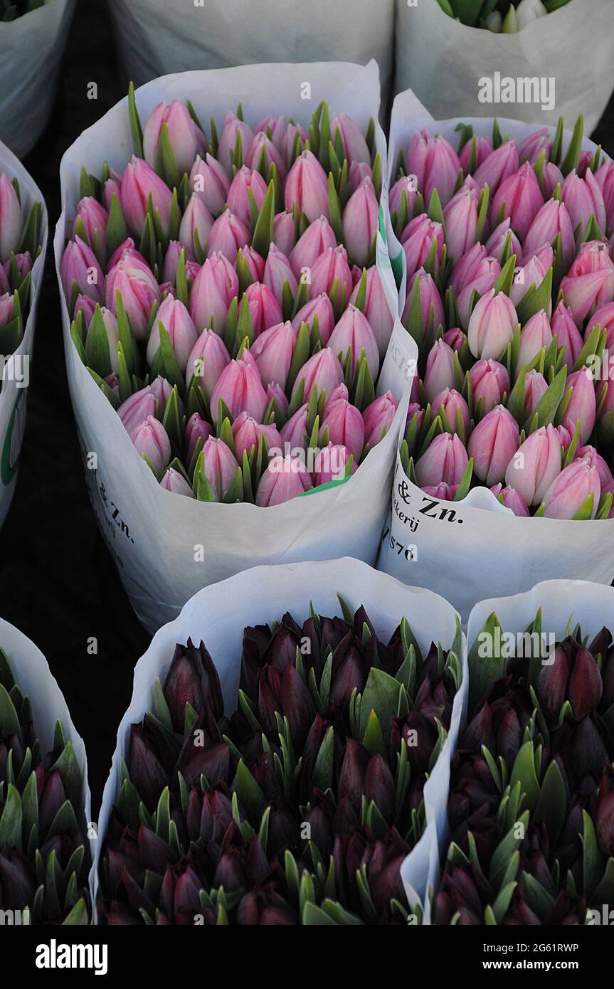 Copenhagen / Denmark 28.January 2017 - Flowers vendor sells tulips ...