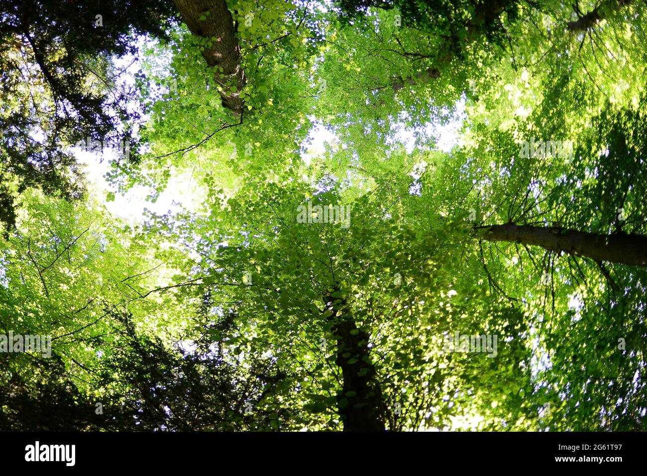 Woodland canopy in Park Wood, Tring Park, Hertfordshire, UK Stock Photo ...
