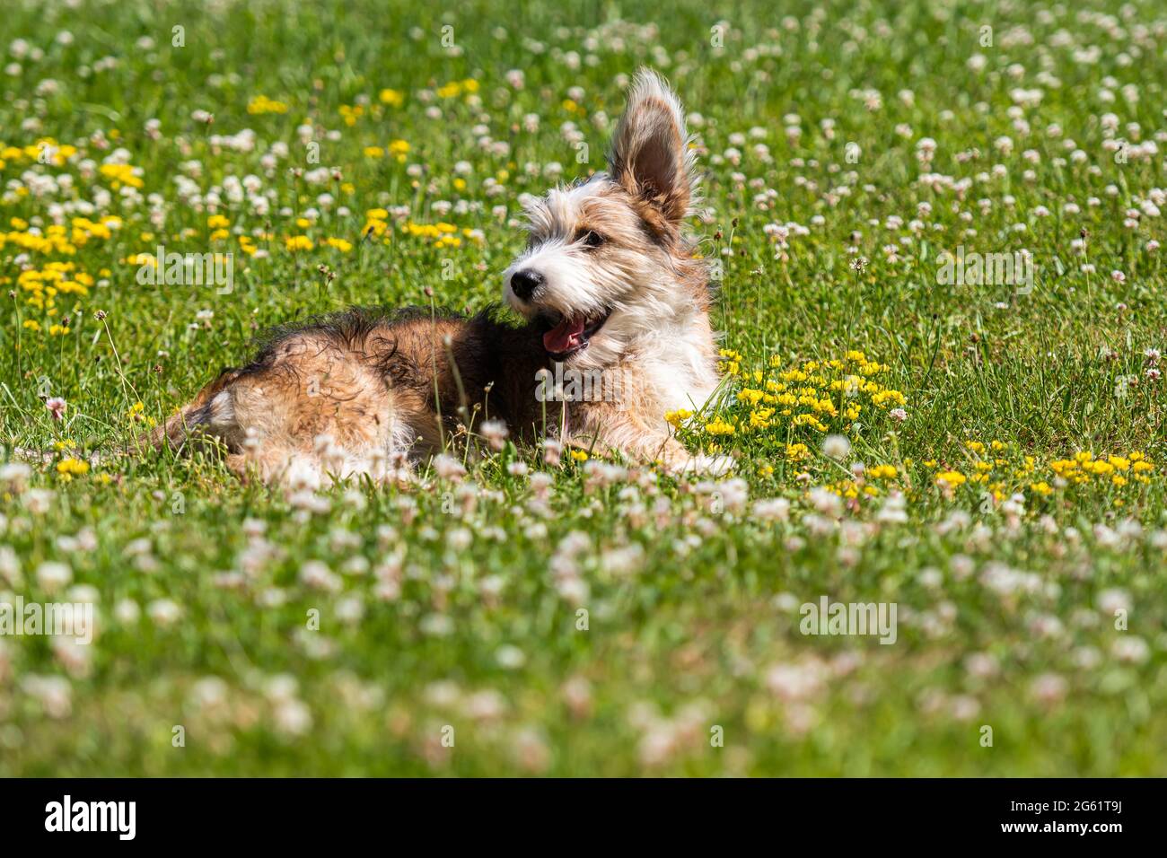 nice mixed breed puppy playing on the lawn on a sunny summer day Stock ...