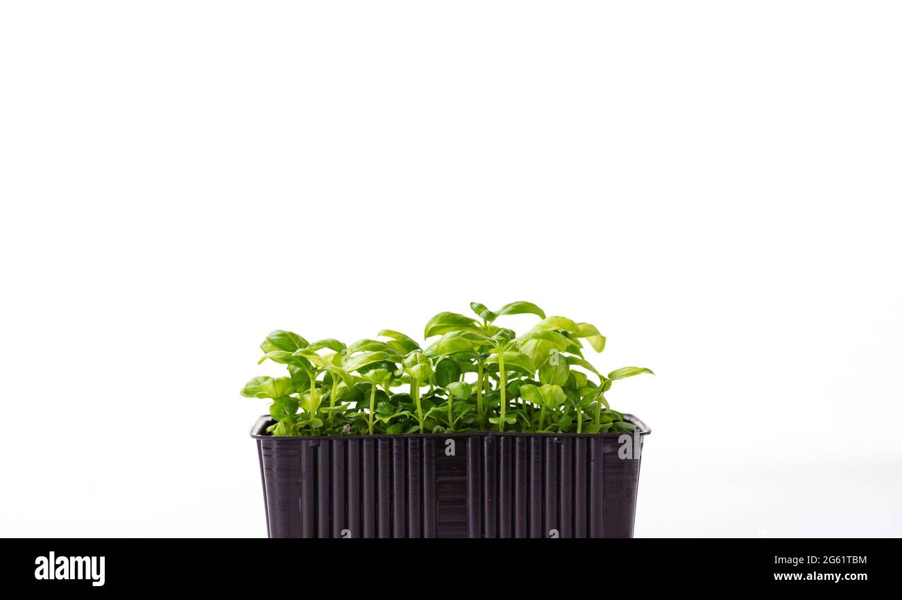 Basil microgreens hi-res stock photography and images - Alamy