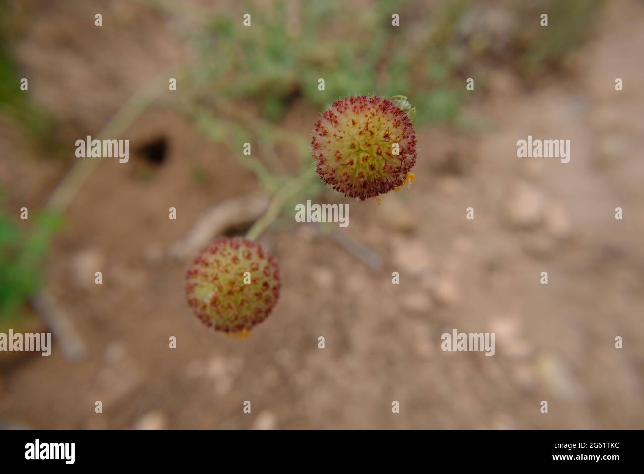 Rosilla hi-res stock photography and images - Alamy