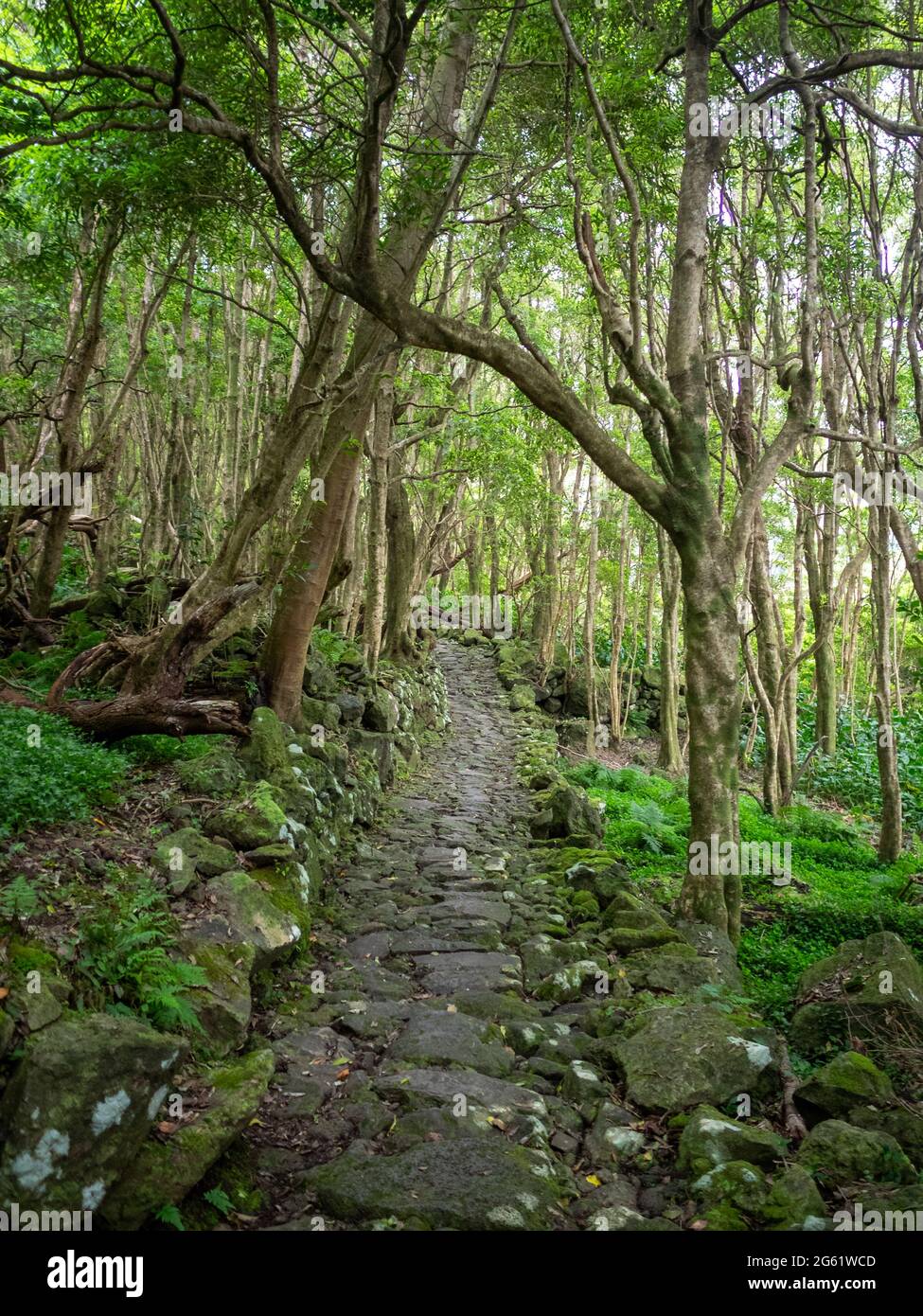 Path between plants hi-res stock photography and images - Alamy